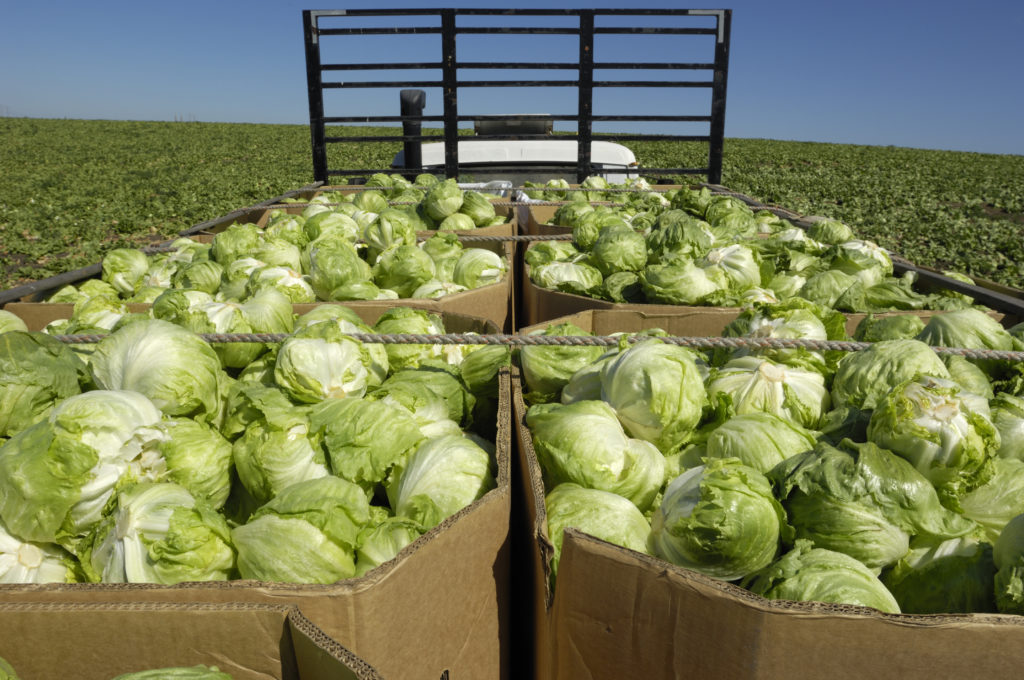 FreshPoint | Iceberg Lettuce Boxed and Loaded on Truck