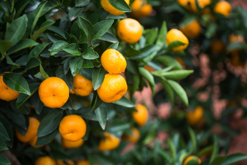 FreshPoint | small oranges grow in the tree in autumn