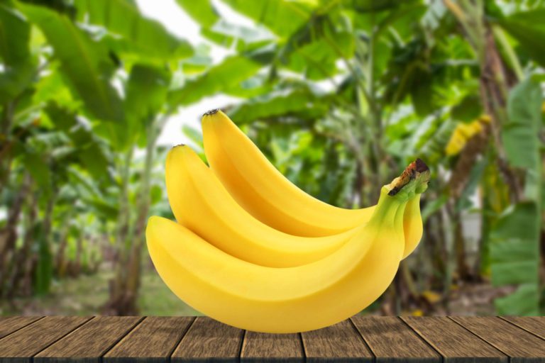 FreshPoint | freshpoint-produce-banana-101-v2