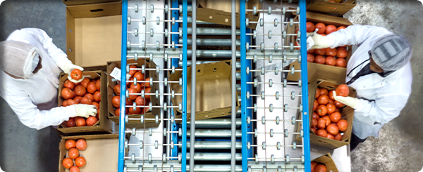 FreshPoint | Tomato Split & Repack